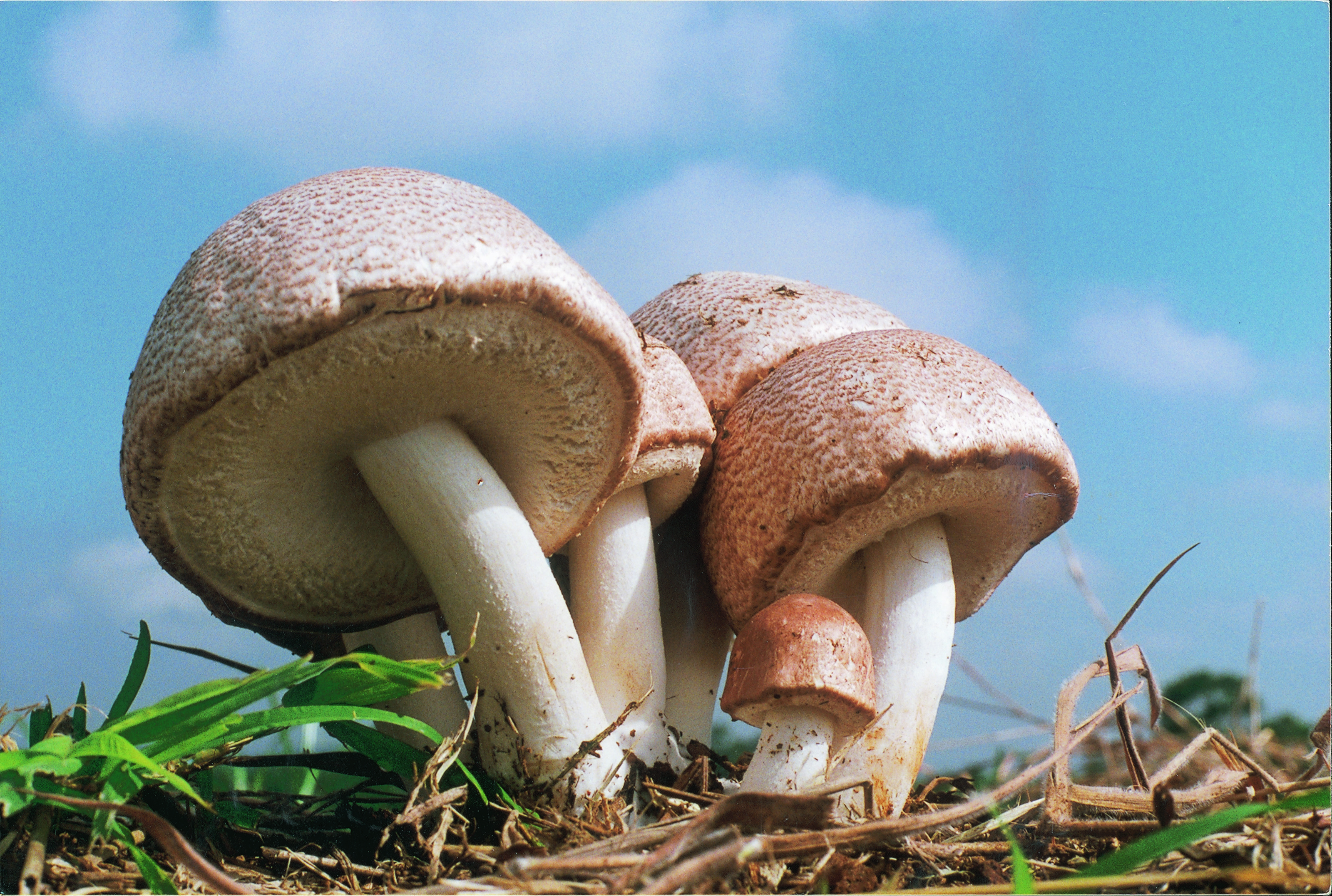 Best Agaricus blazei Murill mushroom company in Japan, Toei Shinyaku Co ...